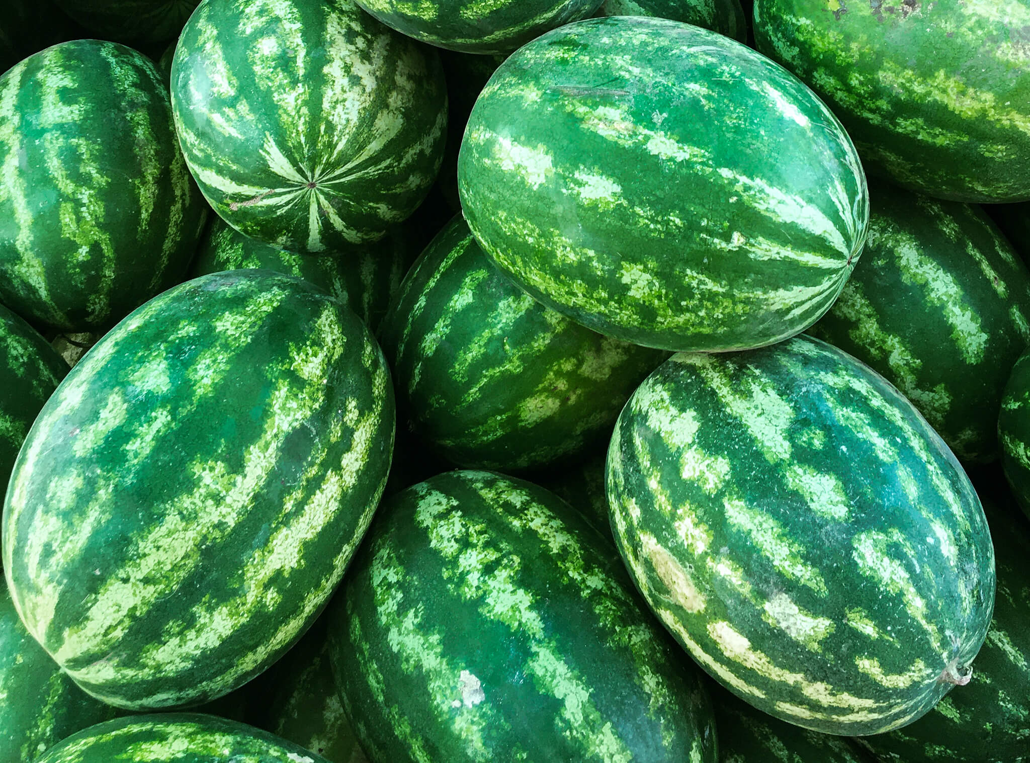 Melons – SeedCatalog.com