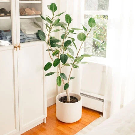 Ficus Seed – SeedCatalog.com