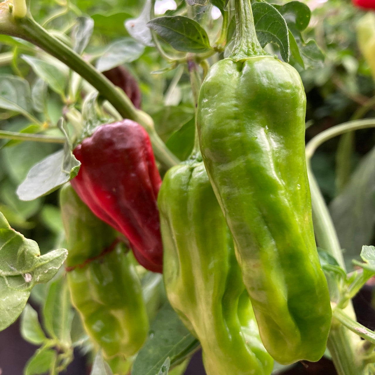 Golden Greek Pepperoncini Seeds – SeedCatalog.com