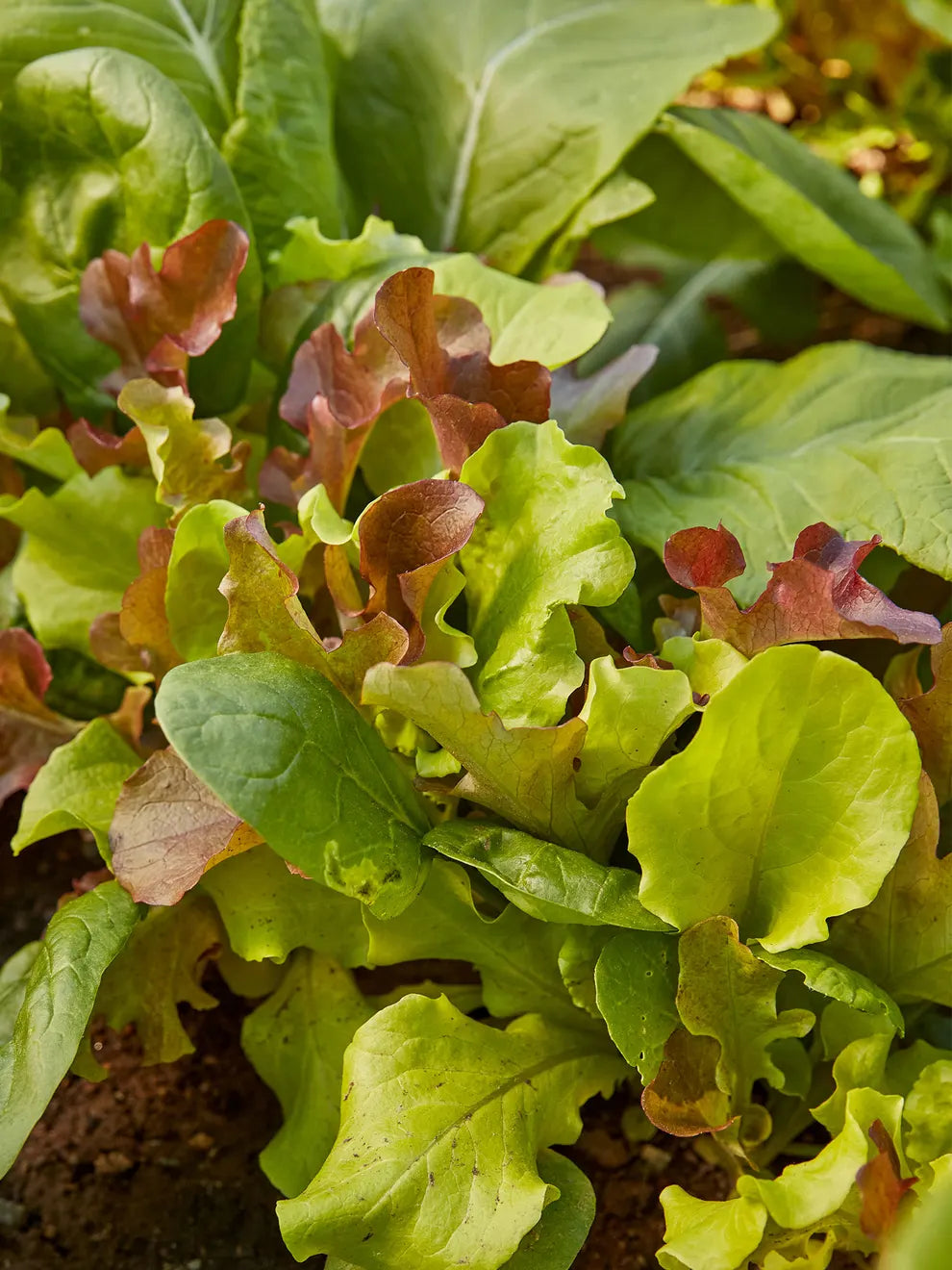 Mesclun Mixed Greens – SeedCatalog.com