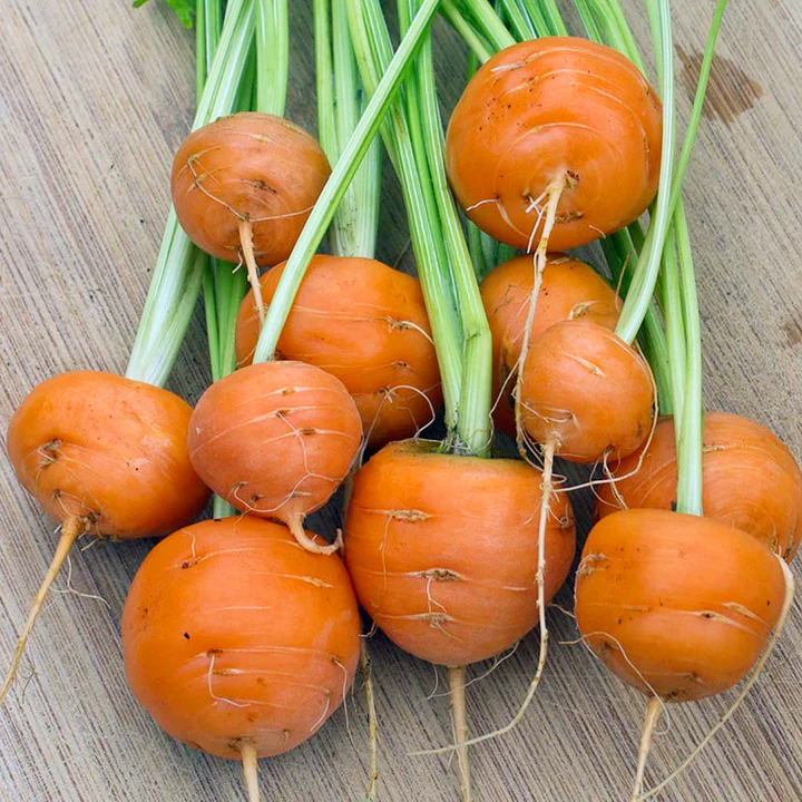 Carrots – SeedCatalog.com