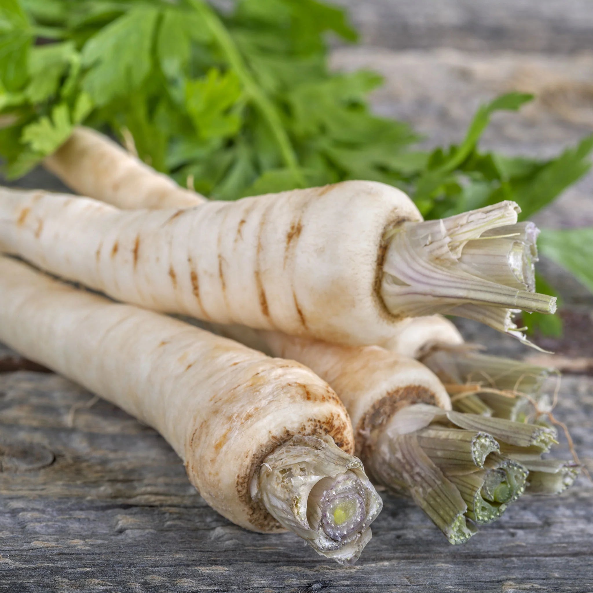 Harris Model Parsnip – SeedCatalog.com