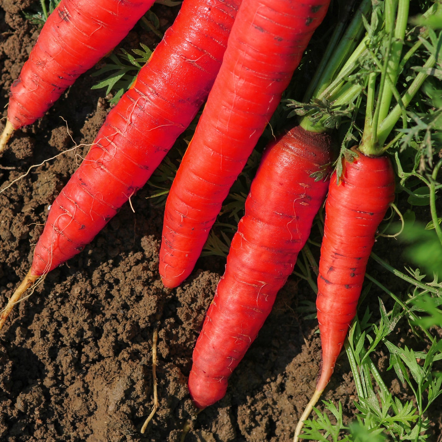 Atomic Red Carrot Seeds – SeedCatalog.com