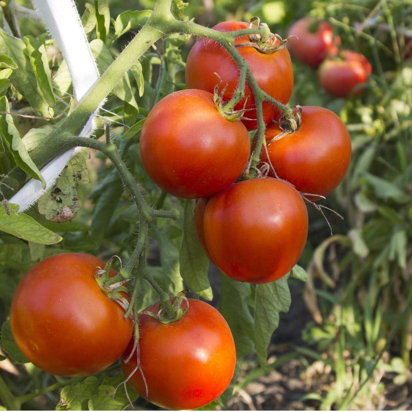 Arkansas Traveler Tomato Seeds – SeedCatalog.com