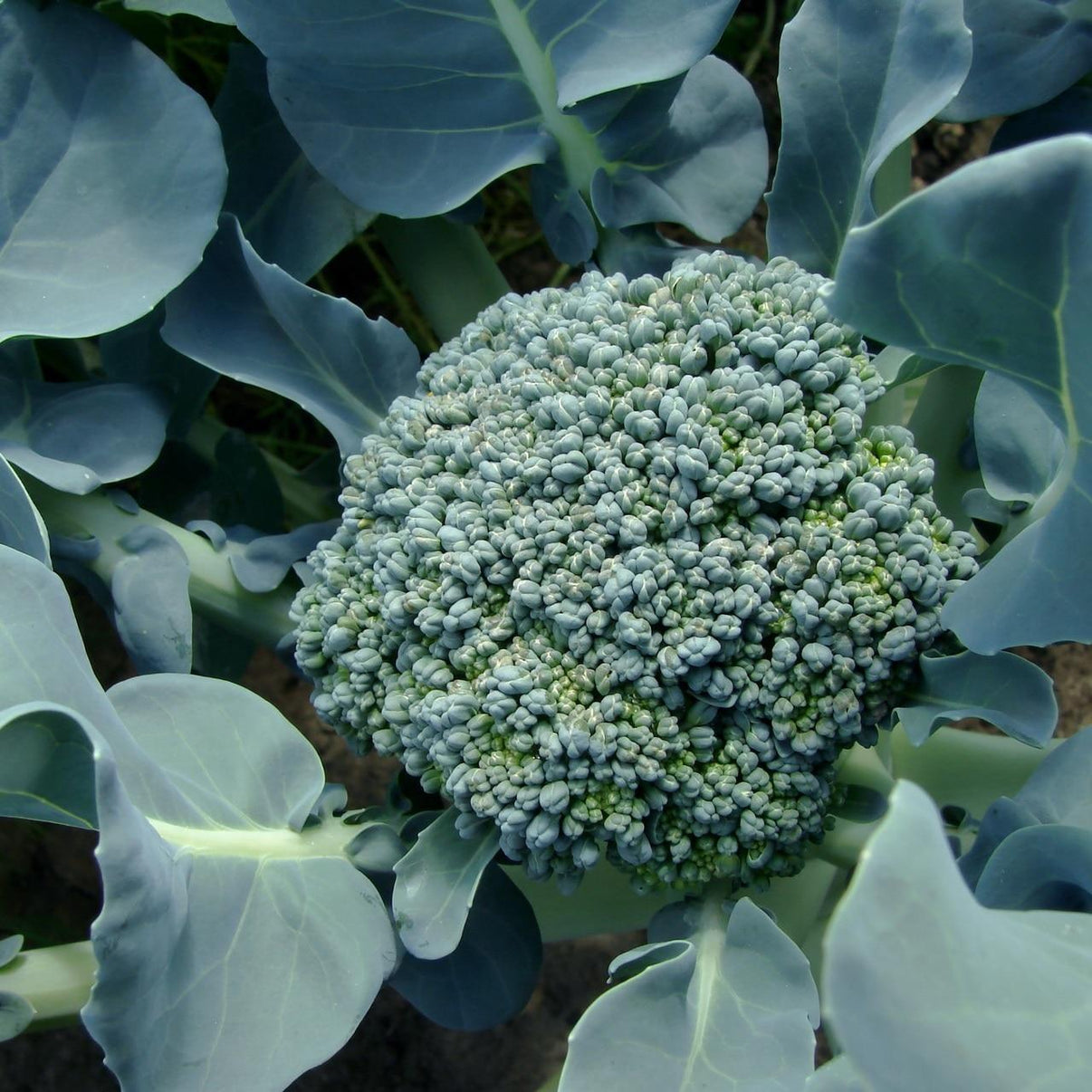 Calabrese Sprouting Broccoli Seeds – SeedCatalog.com