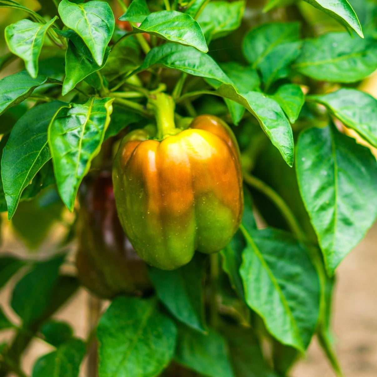 California Wonder Pepper Seeds – SeedCatalog.com