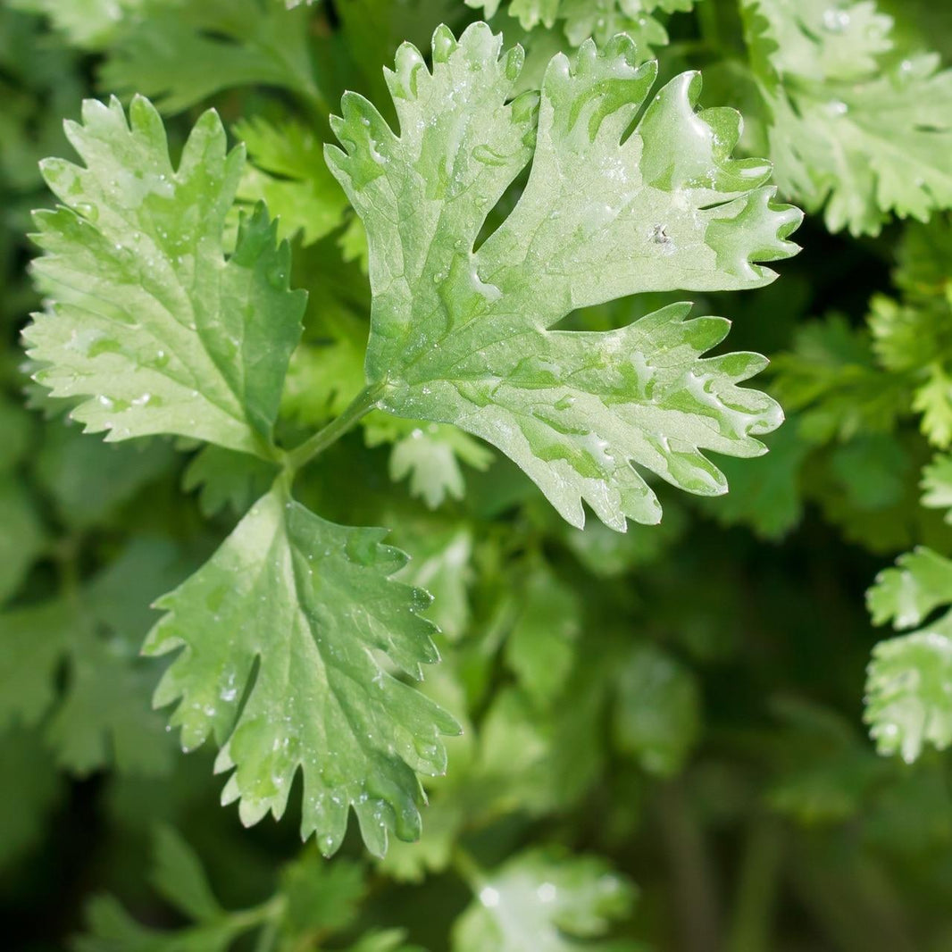 Herbs – SeedCatalog.com