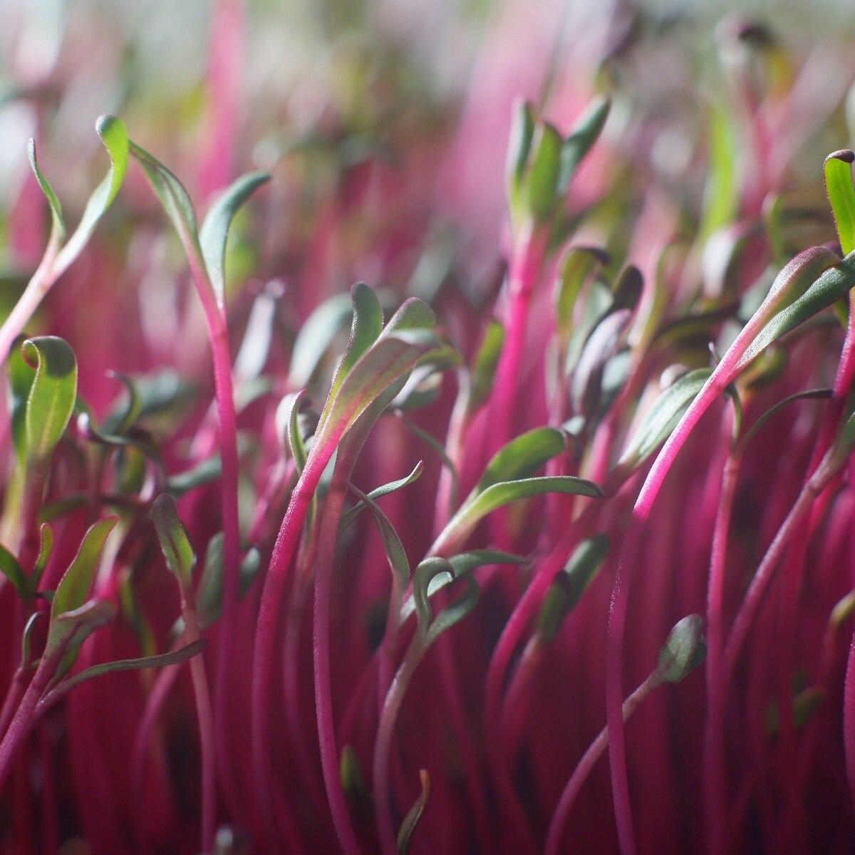 Detroit Beet Seeds (Microgreens) – SeedCatalog.com