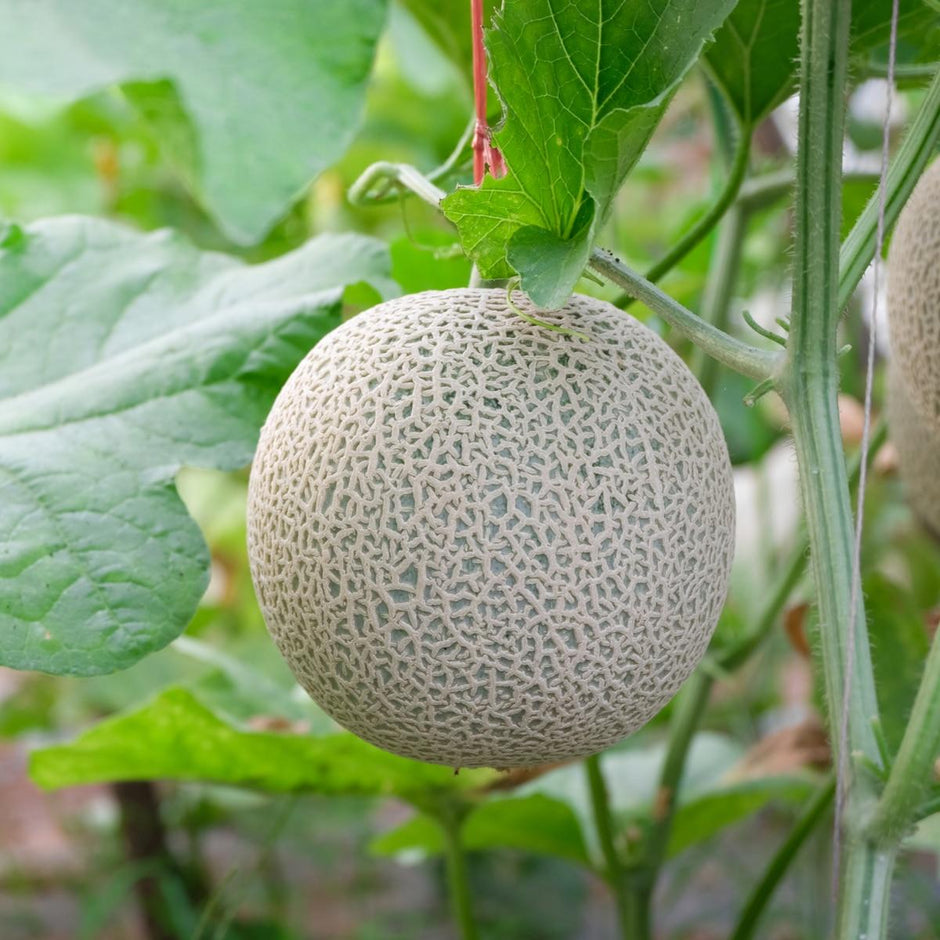 Melons – SeedCatalog.com