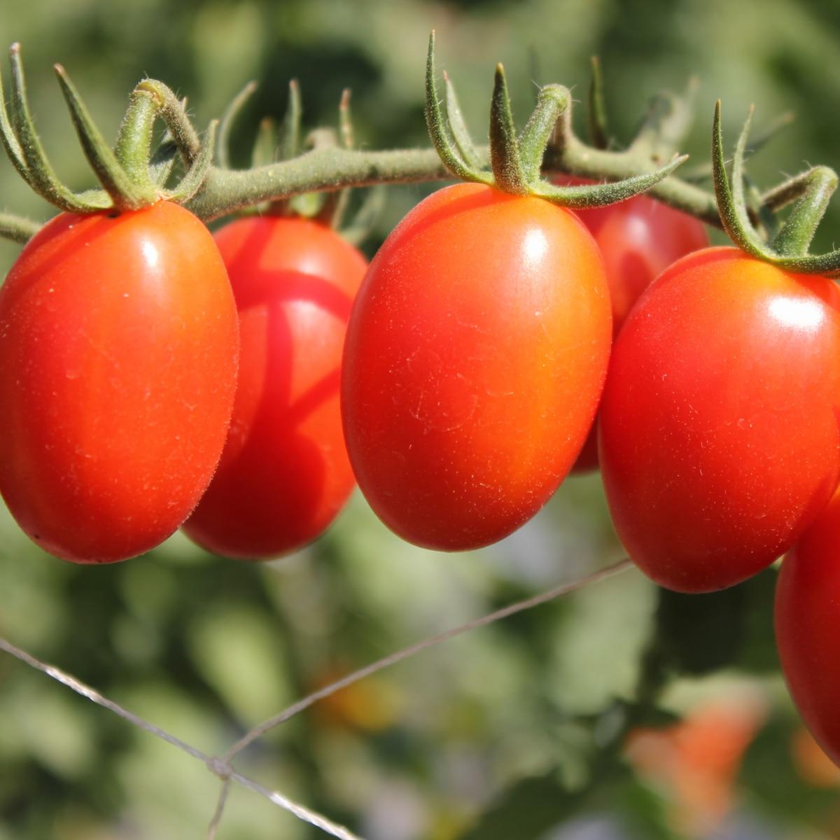 Roma Red Tomato Seeds – SeedCatalog.com