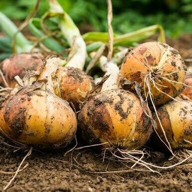 Texas Early Grano Onion Seeds – SeedCatalog.com